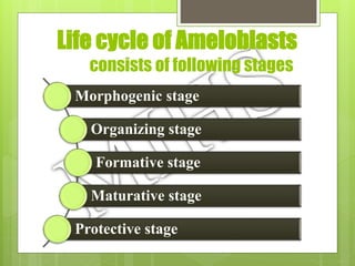 Amelogenesis | PPTX