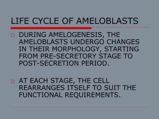 AMELOGENESIS | PPTX