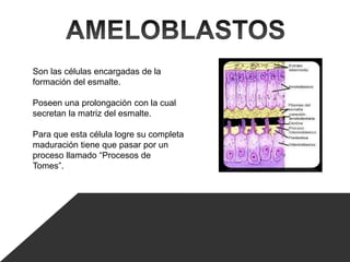 Amelogenesis. Esmalte dental, embriologia, periodoncia | PPTX