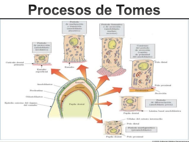 Amelogenesis. Esmalte dental, embriologia, periodoncia