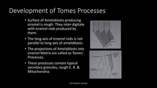 Amelogenesis.pdf