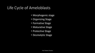 Amelogenesis.pdf