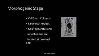 Amelogenesis.pdf