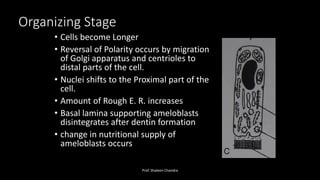Amelogenesis.pdf