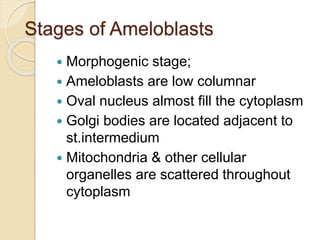 Amelogenesis (enamel formation) oral biology anf histology | PPTX