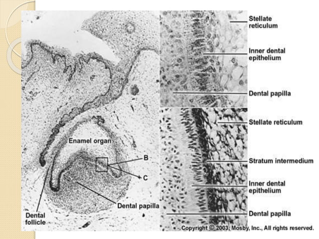 Amelogenesis (enamel formation) oral biology anf histology | PPTX ...