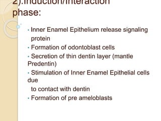 Amelogenesis (enamel formation) oral biology anf histology | PPTX