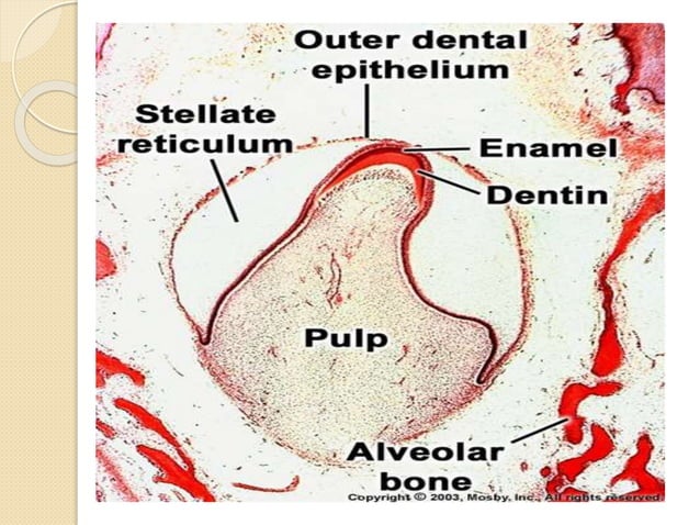 Amelogenesis (enamel formation) oral biology anf histology | PPTX ...