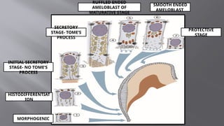AMELOGENESIS is the process of production of enamel.pptx