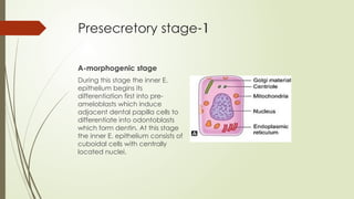 Amelogenesis oral histology ameloblast cells | PPTX