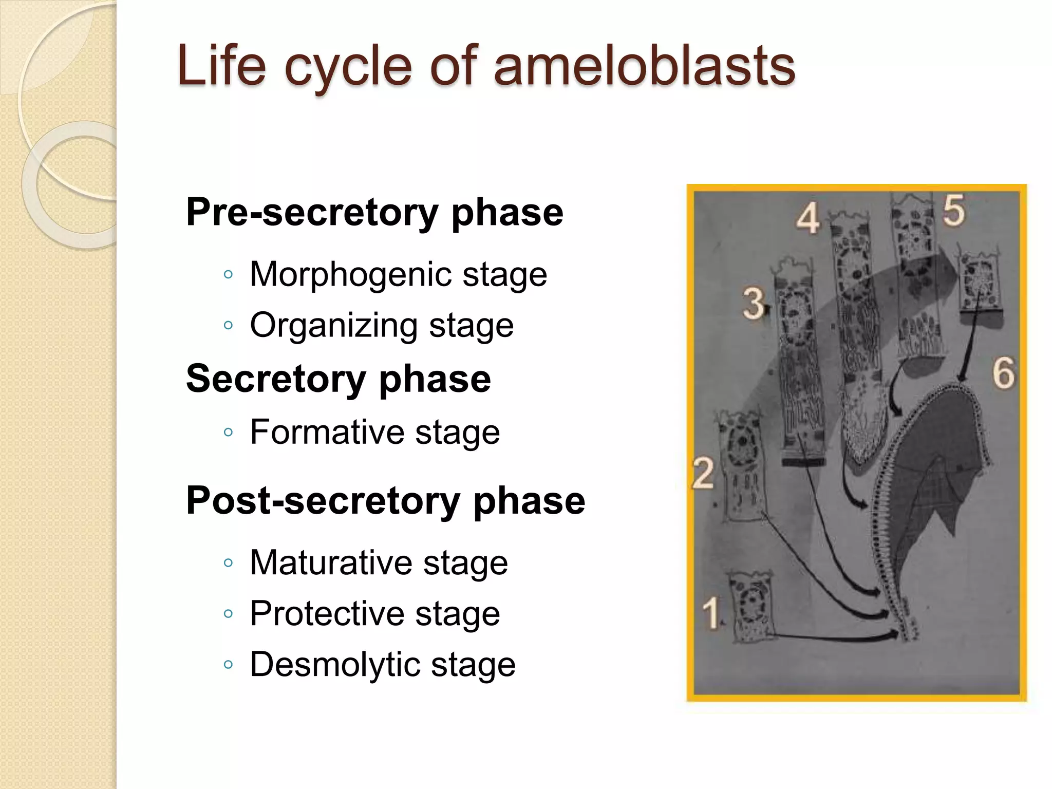 Amelogenesis Slideshare.pptx