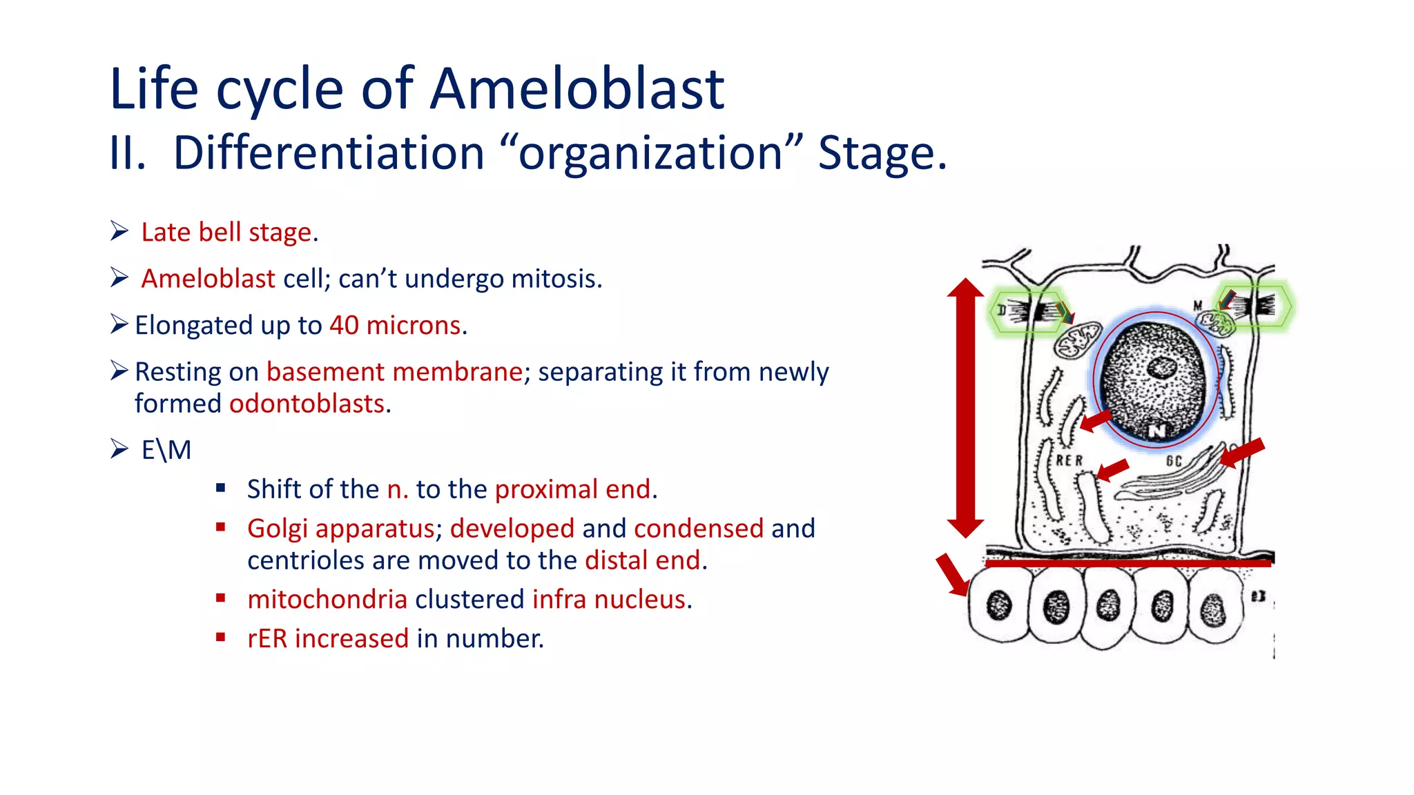 Amelogenisis | PPTX