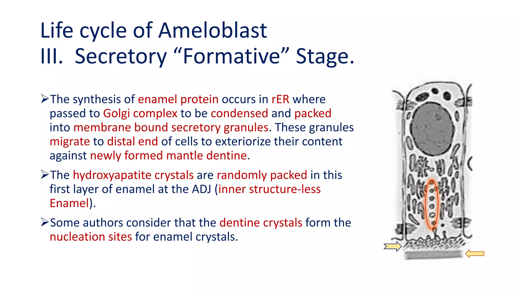 Amelogenisis | PPTX
