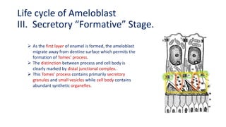 Amelogenisis | PPTX | Dental Health | Diseases and Conditions