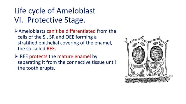 Amelogenisis | PPTX | Dental Health | Diseases and Conditions