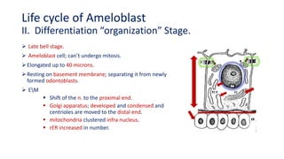 Amelogenisis | PPTX