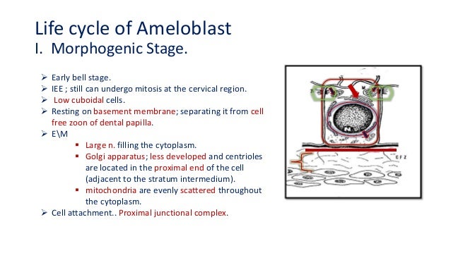 Amelogenisis