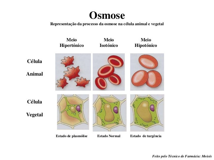 A membrana plasmática(5o grupo)