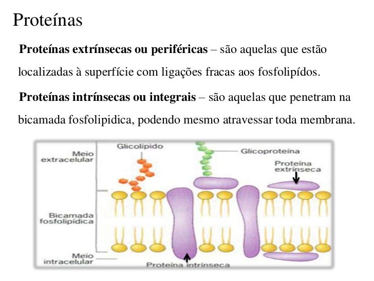 A membrana plasmática(5o grupo)