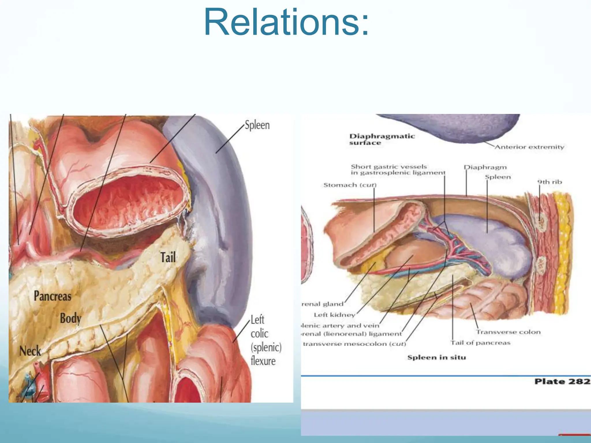 Anatomy and physiology of spleen with surgical implications .pptx