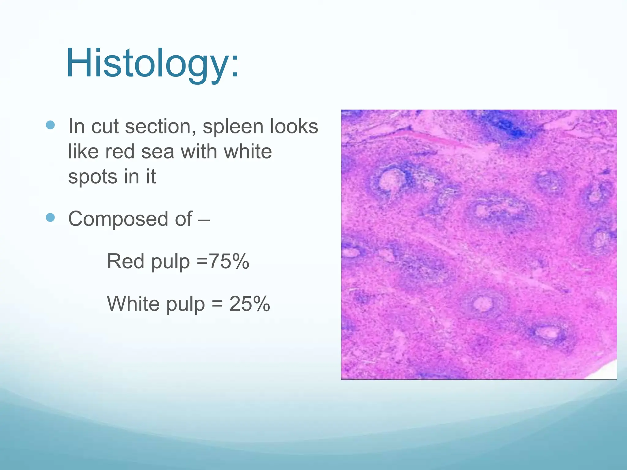 Anatomy and physiology of spleen with surgical implications .pptx