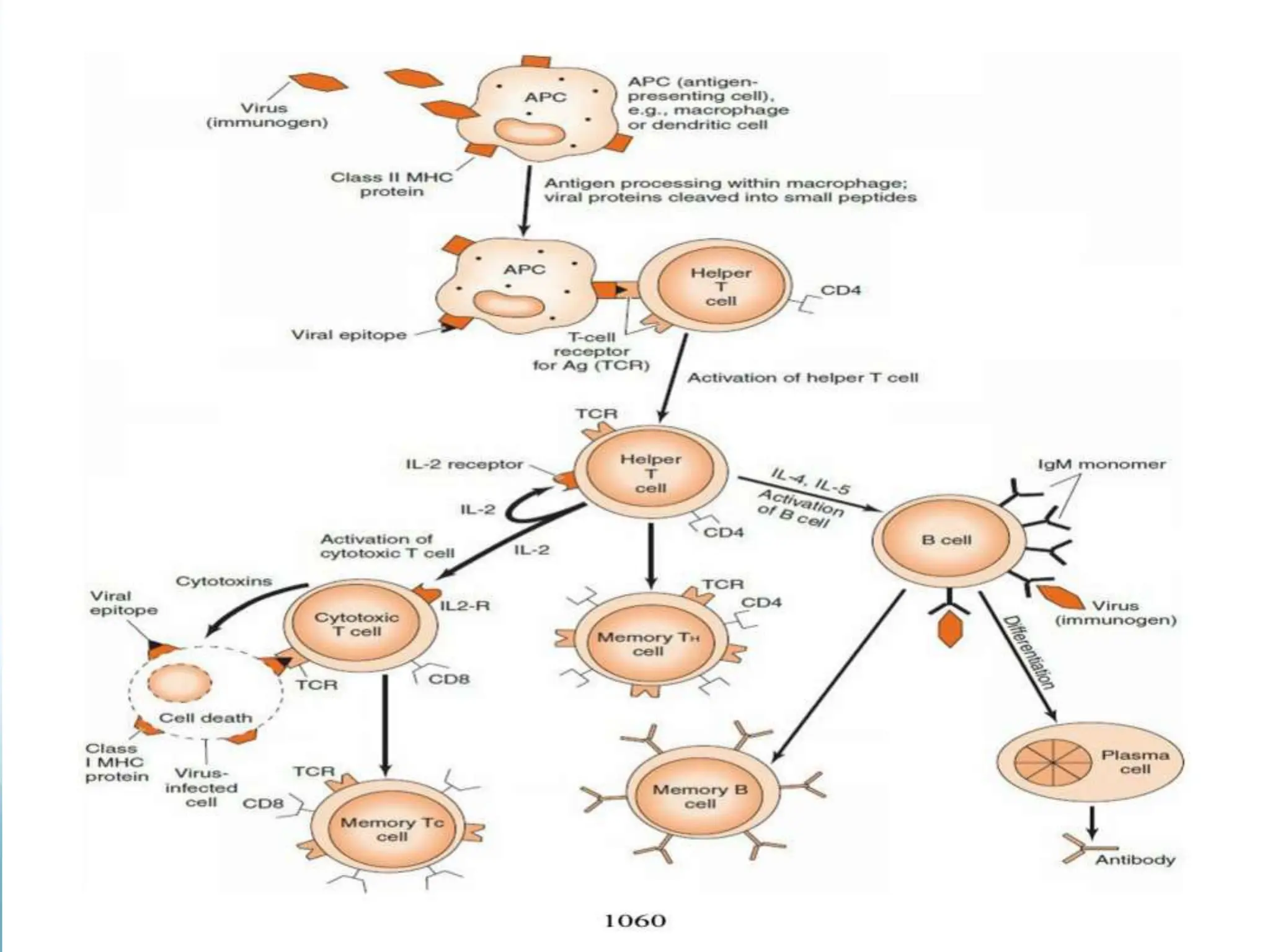 Anatomy and physiology of spleen with surgical implications .pptx