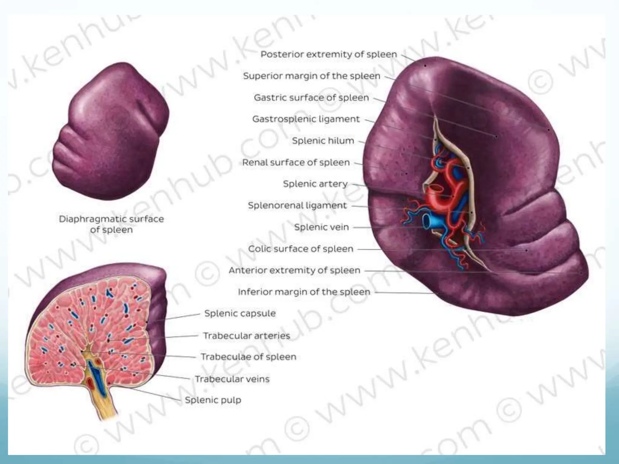 Anatomy and physiology of spleen with surgical implications .pptx