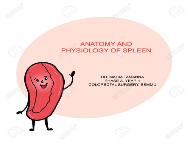Anatomy and physiology of spleen with surgical implications .pptx ...