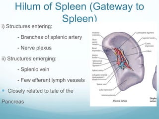 Anatomy and physiology of spleen with surgical implications .pptx