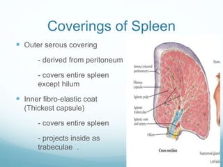 Anatomy and physiology of spleen with surgical implications .pptx
