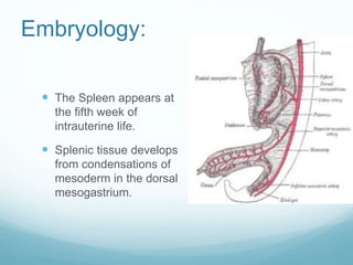 Anatomy and physiology of spleen with surgical implications .pptx