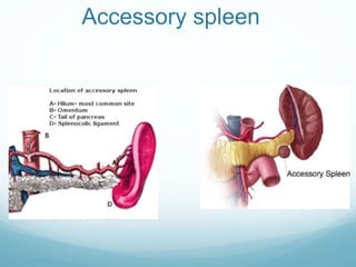 Anatomy and physiology of spleen with surgical implications .pptx