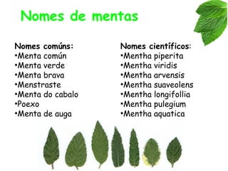A menta | PPS