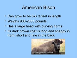 American bison cci 3 l | PPT