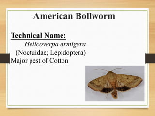 American Bollworm