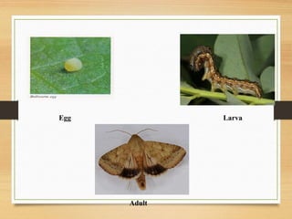 American Bollworm