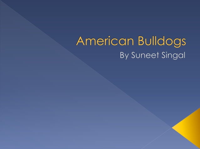 American bulldogs | PPT