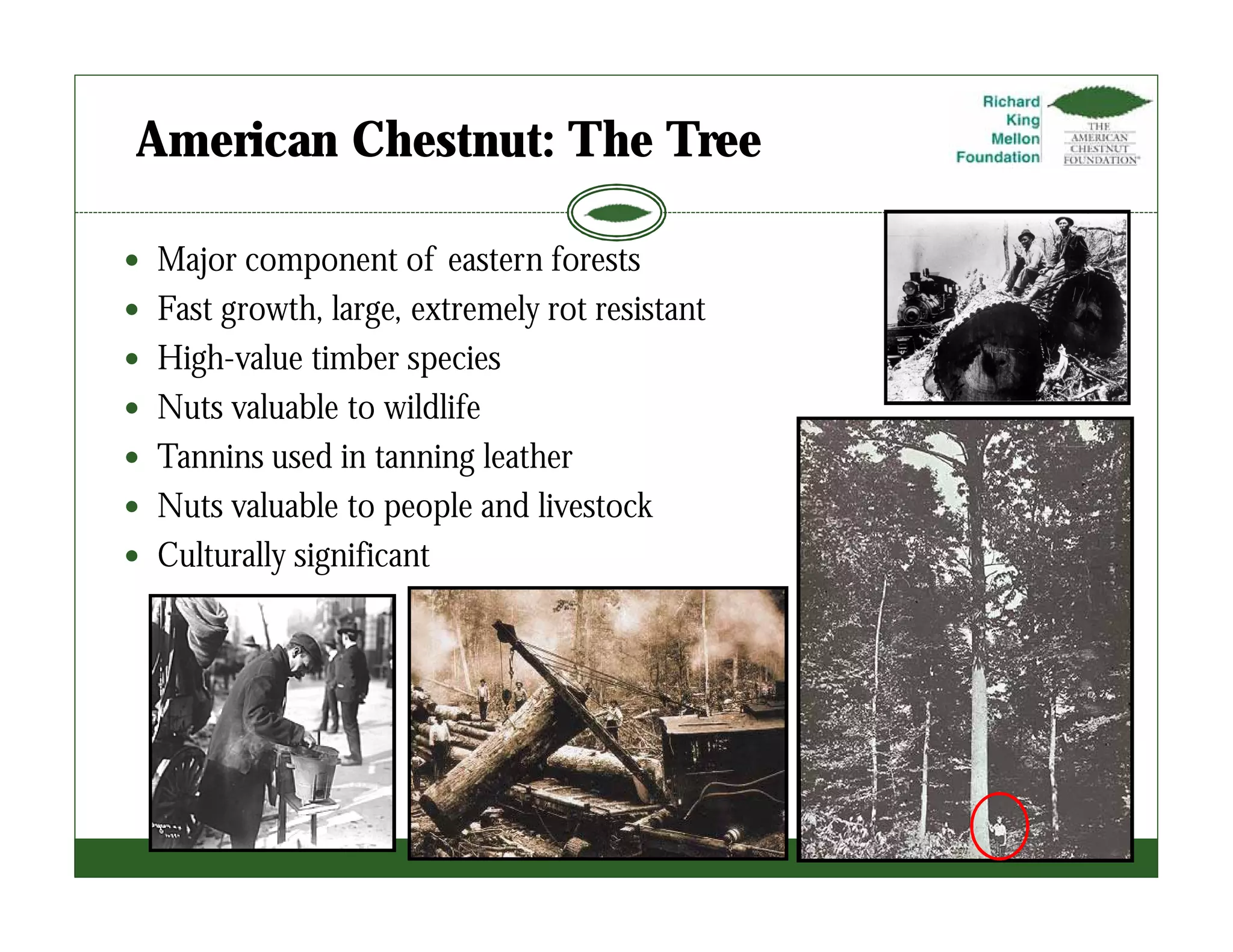 American Chestnut Planting Practices | PDF
