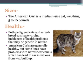 American curl | PPTX
