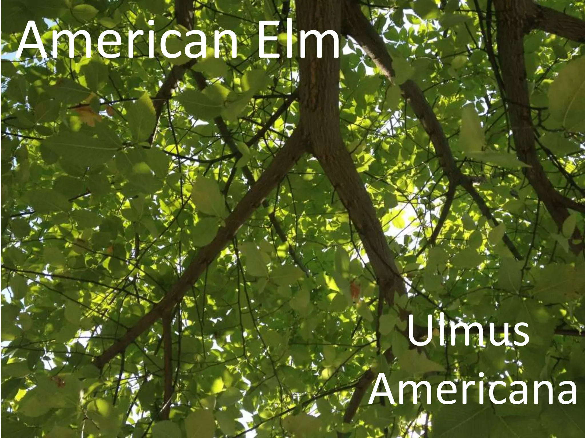 American elm! | PPTX