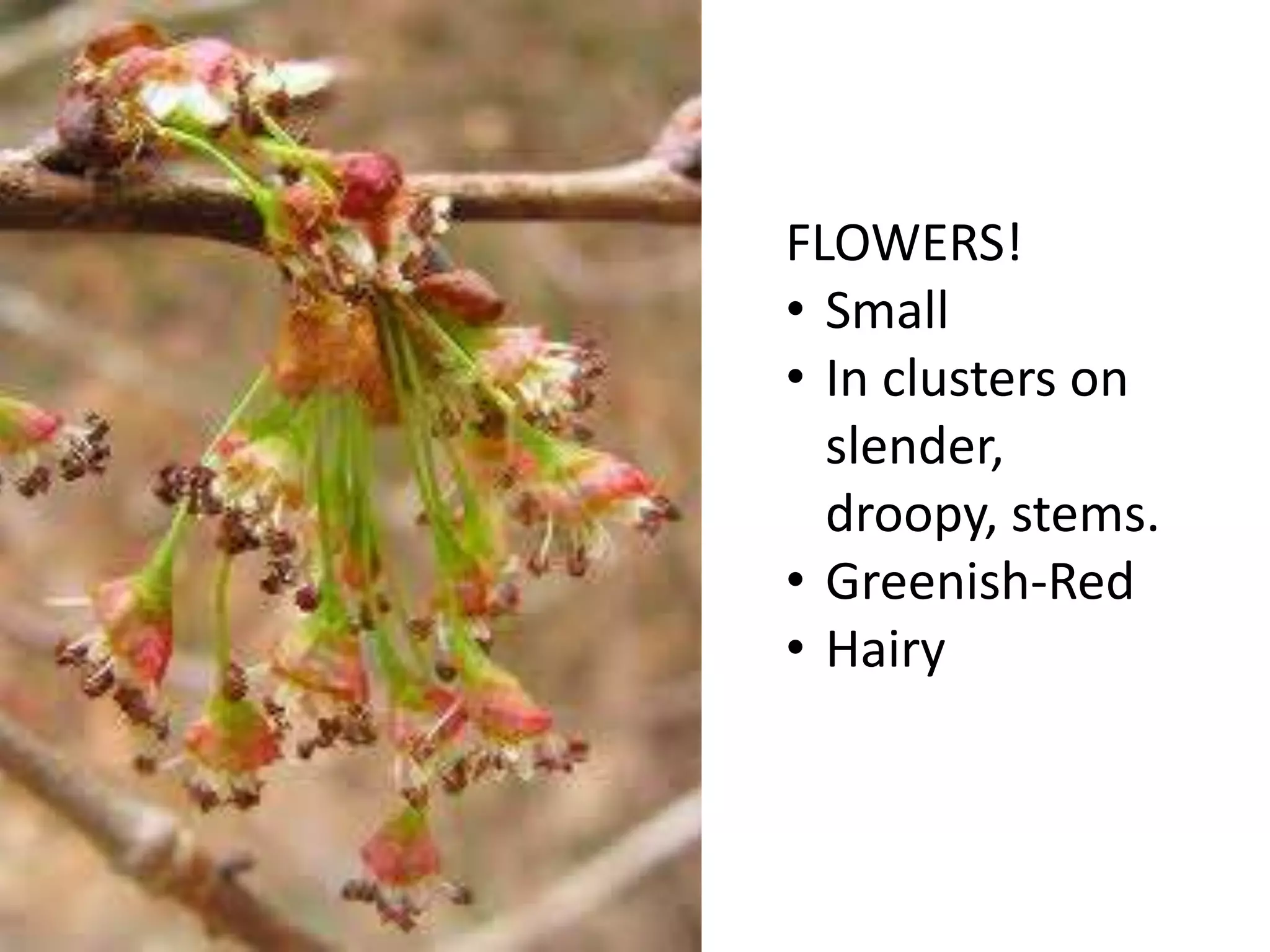 American elm! | PPTX