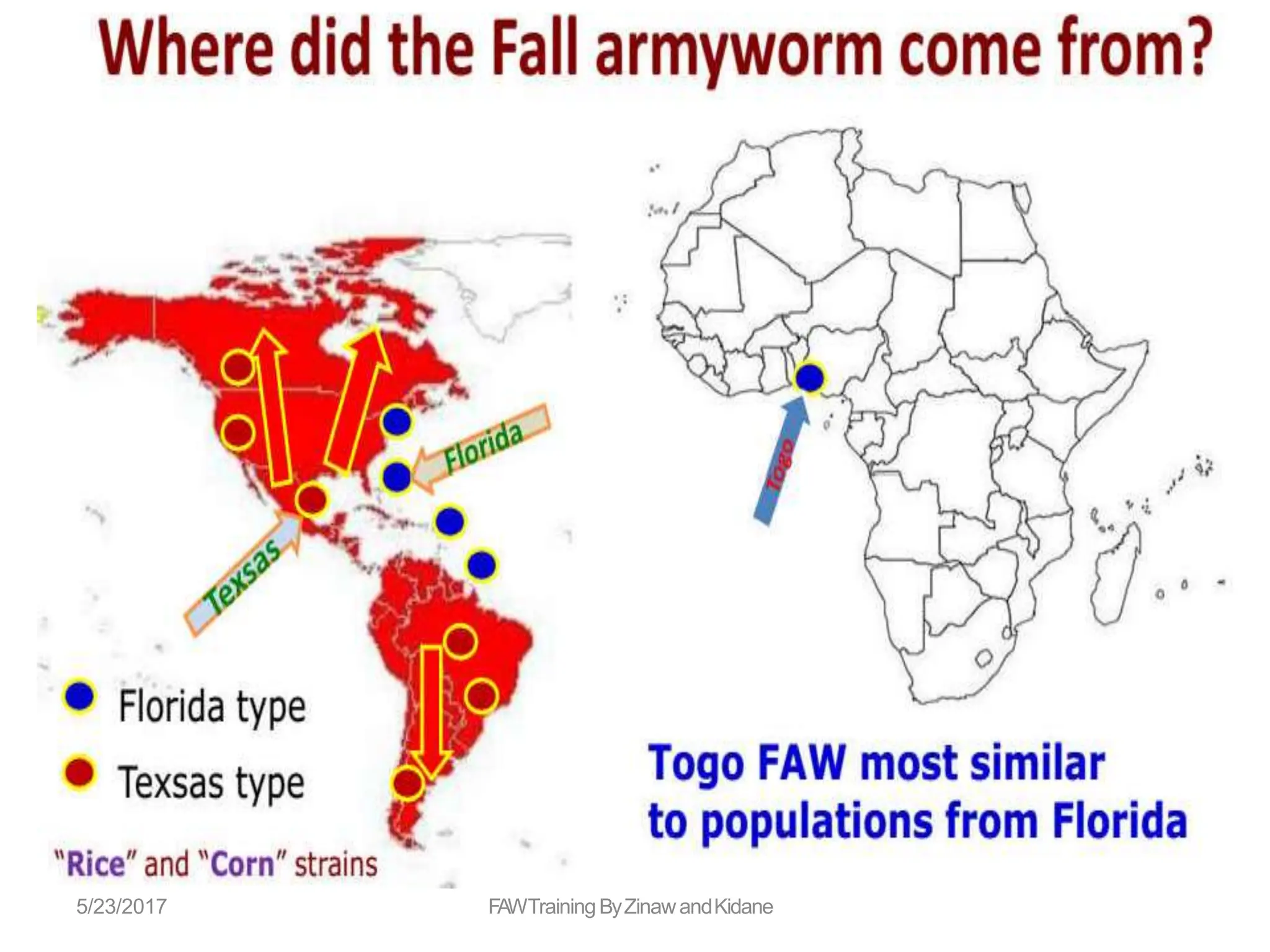 American Fall Army Wormpptx Devastating Crops Ppt