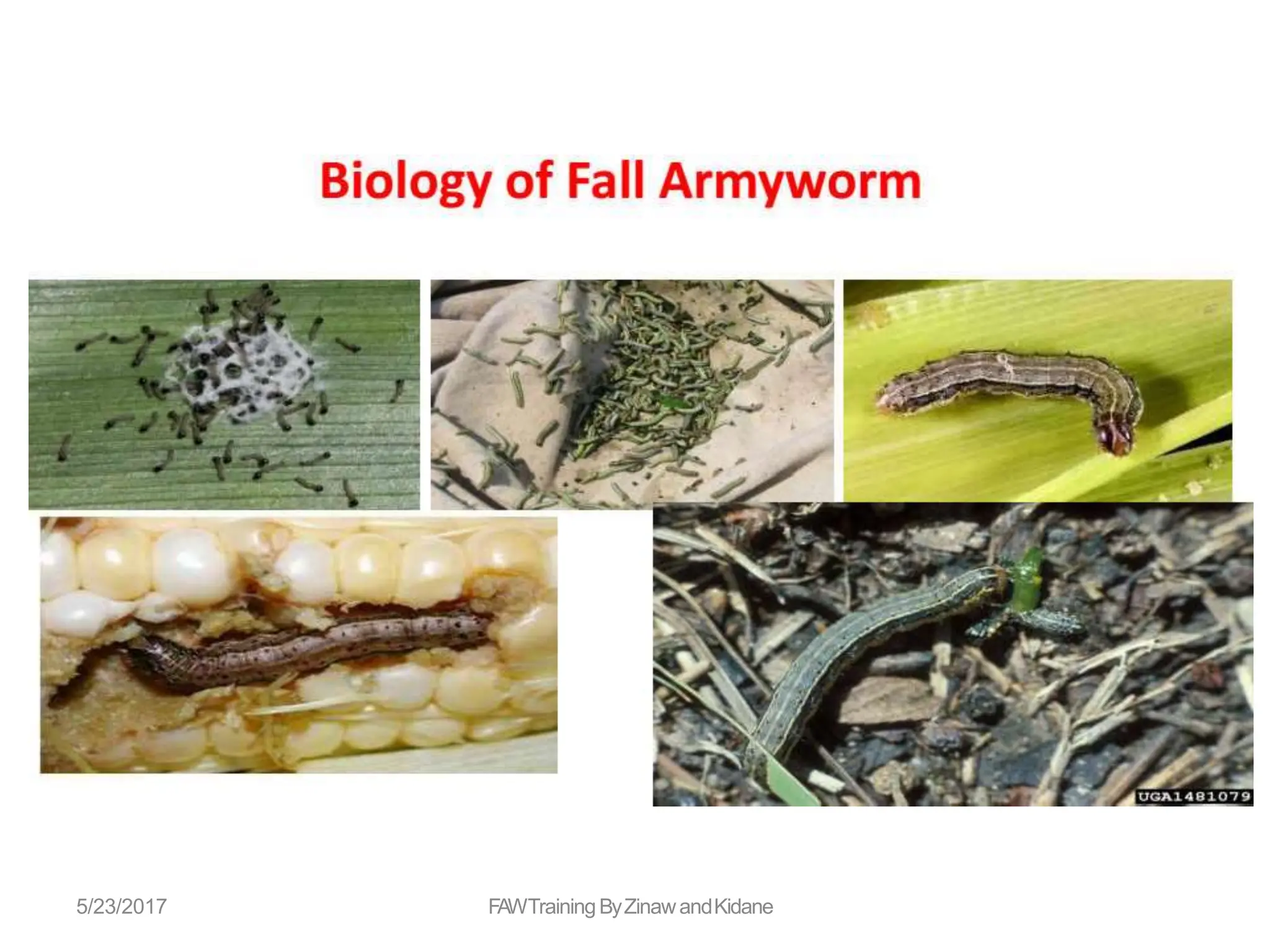 American Fall Army Wormpptx Devastating Crops Ppt