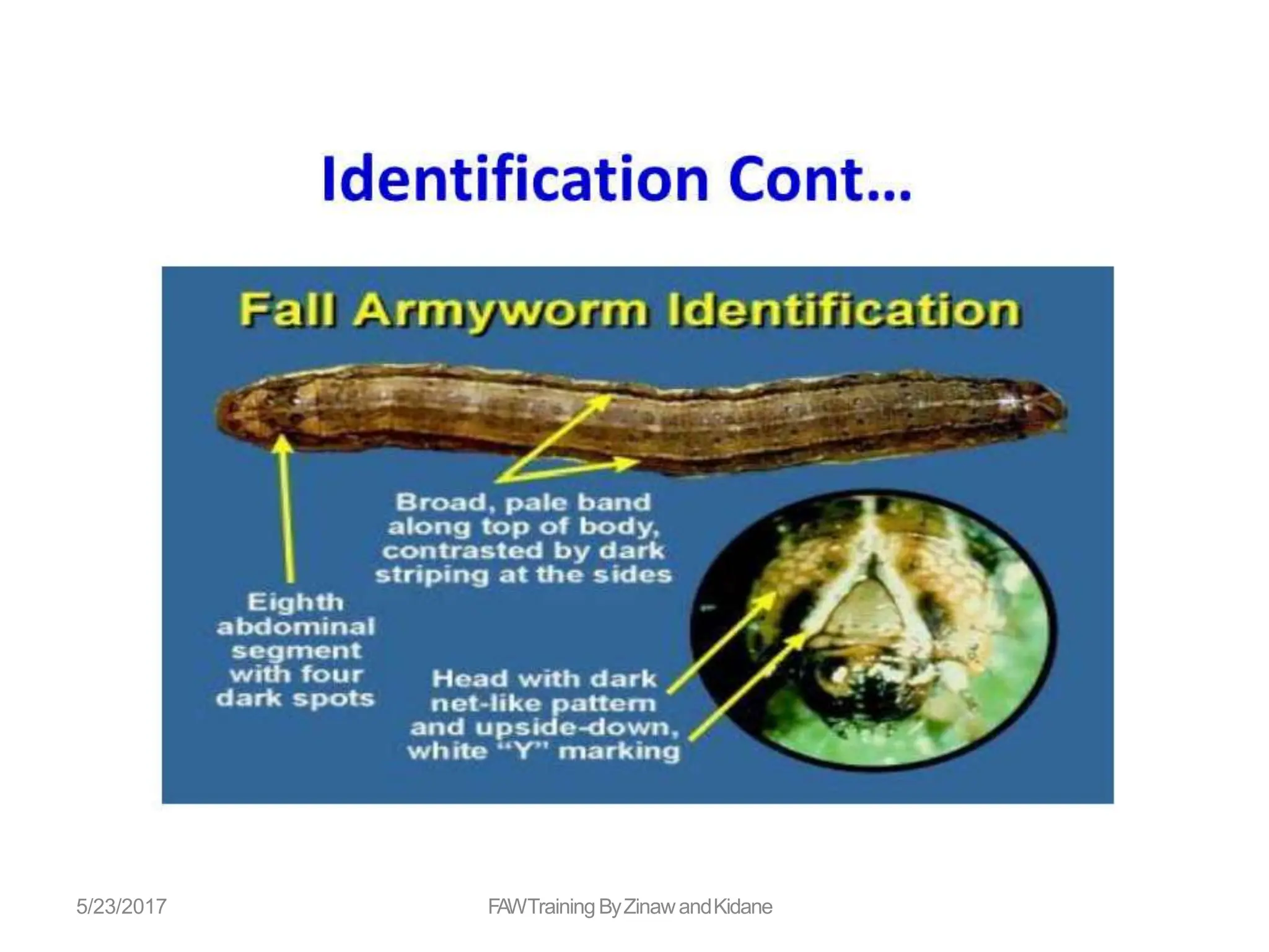 American fall army worm.pptx devastating crops | PPT