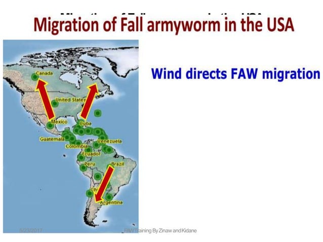 American Fall Army Wormpptx Devastating Crops Ppt