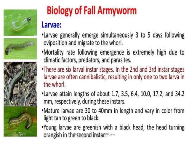 American fall army worm.pptx devastating crops | PPT