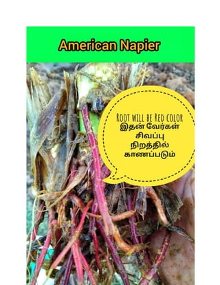 American Napier.pdf