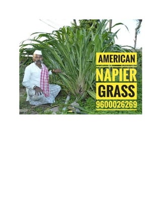 American Napier.pdf