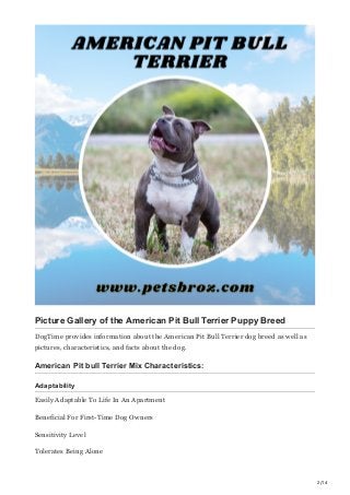American Pit Bull Terrier | PDF
