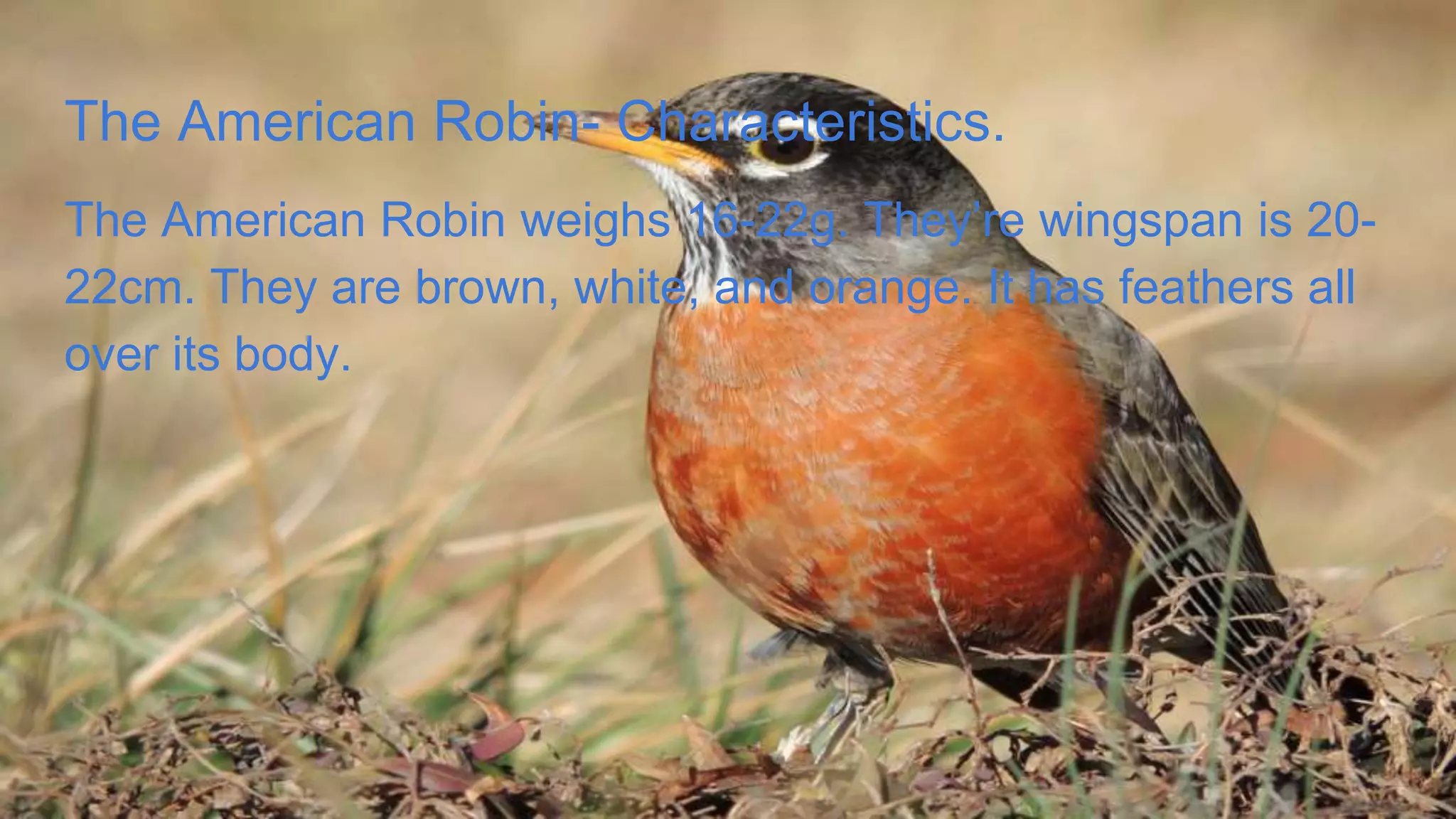 American Robin | PPTX